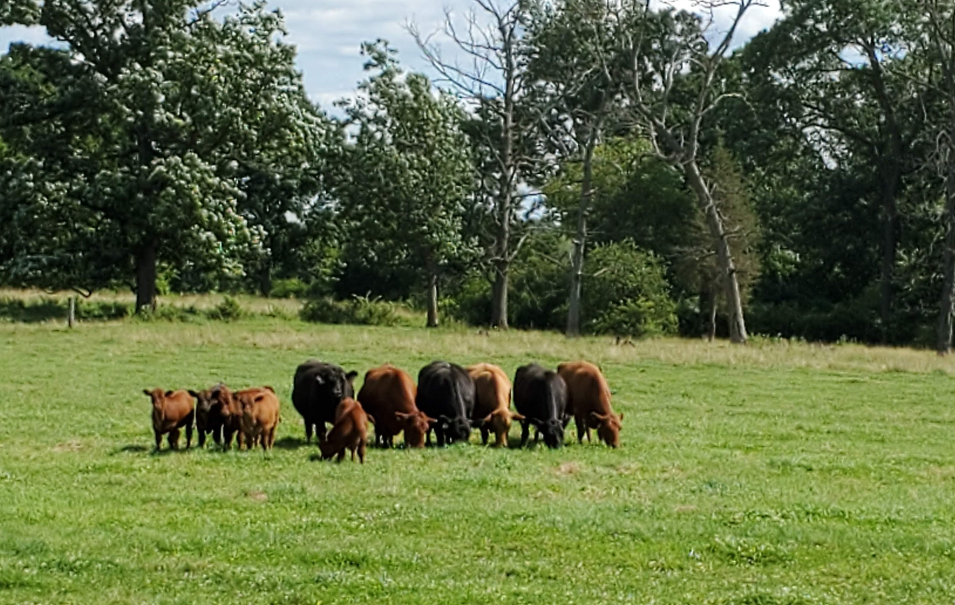 Naturally Raised Pork and Beef - Rising Rock Farms